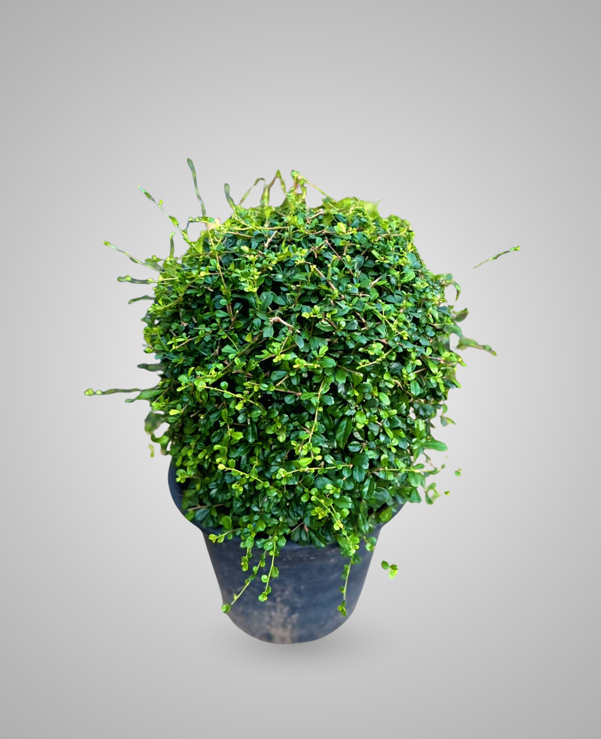 Ehretia Microphylla Plant in Pot | Outdoor Plant Dubai (UAE) – CPlants