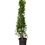 Ficus Panda Narrow Shape – CPlants